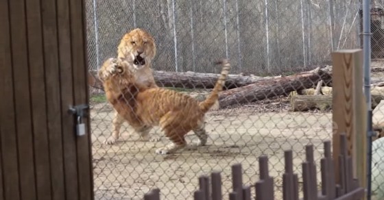 Liger vs tigon: a terrifying clash of the massive, mythical hybrids of ...