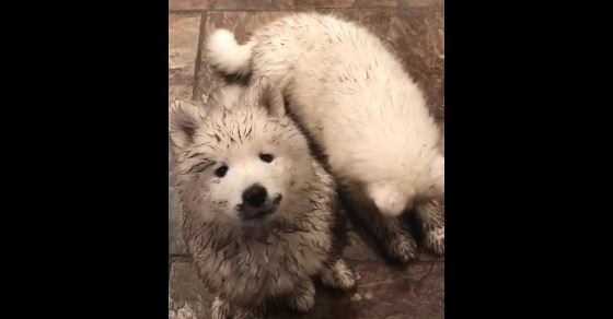 Dirty Samoyed puppies plays in the mud - Sharedots
