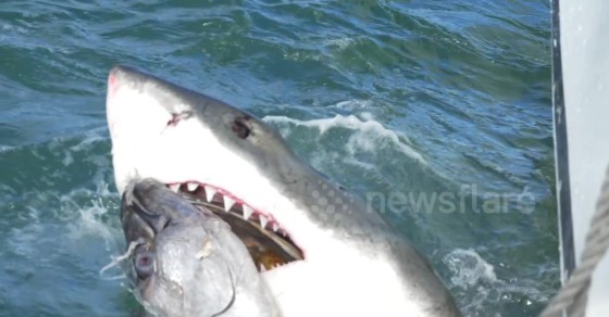 Watch slo-mo footage of a great white shark latching onto a tuna head ...