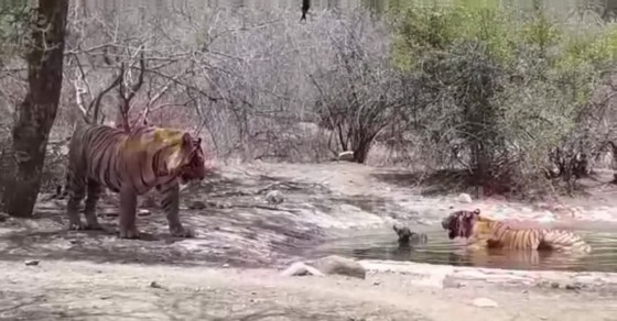 Mother tigress almost drowns own cub trying to hide it underwater from ...