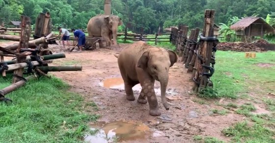 Clumsy baby elephant chases barking dog only to slip over and run away ...