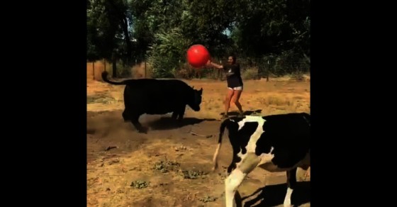 Playful cows run after giant red ball - Sharedots