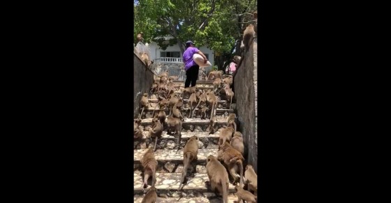 Monkeys scramble up the stairs for dinner - Sharedots
