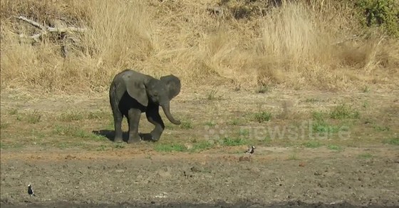 Watch cheeky baby elephant's hilarious attempt to chase away small bird ...