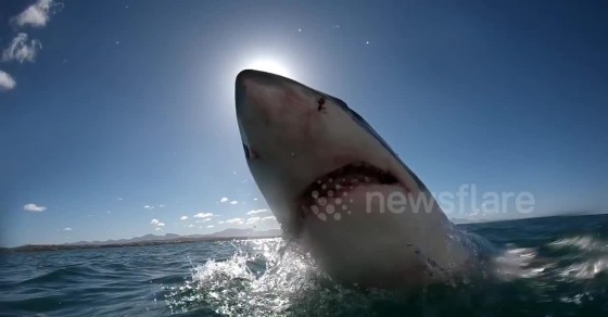 Agile great white shark eclipses the sun during incredible slow-mo leap ...