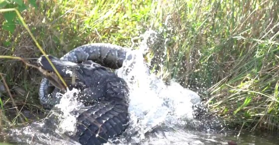 Excited photographer captures the moment huge alligator kills massive ...