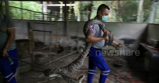 Giant python caught after swallowing Thai farmer chickens - Sharedots