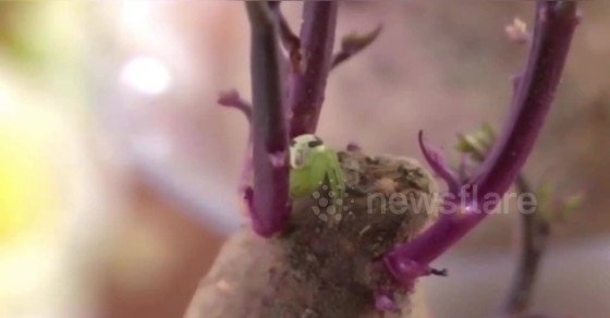 Spider with alien-like face on back spotted in woman's house in China ...