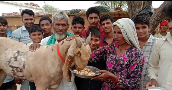 Meet the £100,000 goat with the words for 'Allah' and 'Mohammed' marked ...
