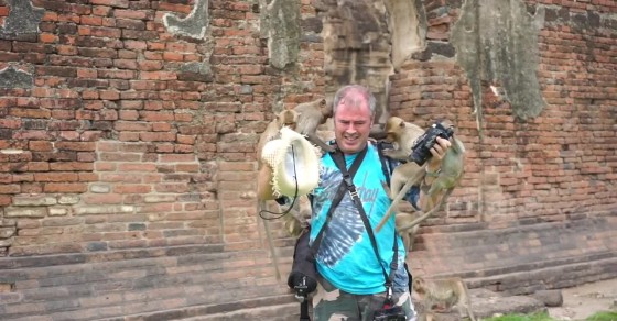 Monkey business as horde of simians swarm photographer in Thailand ...