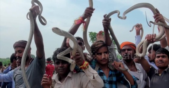 Indian devotees carry hundreds of snakes in bizarre procession during ...
