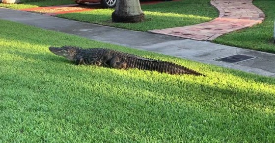 Alligator Strolls Along Sidewalk - Sharedots