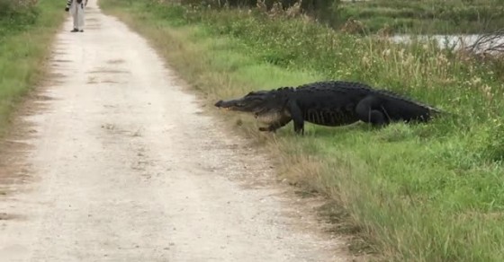 Massive alligator surprises hikers along walking trail - Sharedots