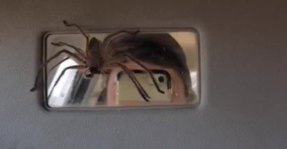 Sun Visor Spider Surprise - Sharedots