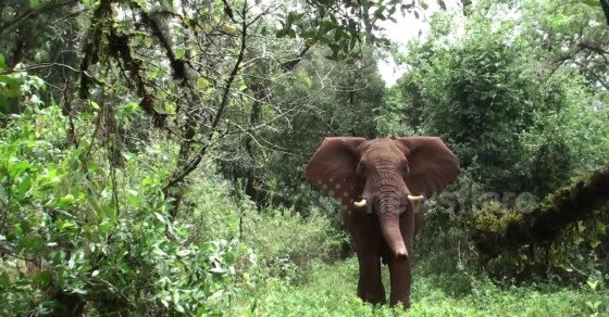 Photographer calms wild elephant in Kenya by making rumbling noises ...