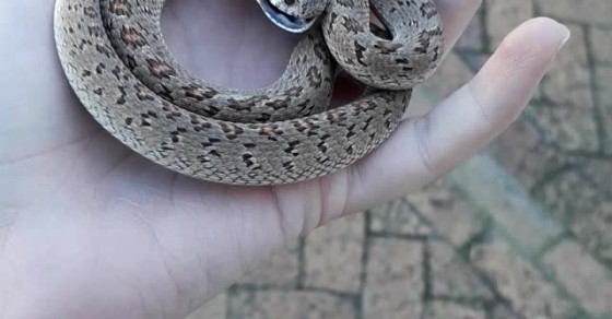 Toothless Snake Striking for Show - Sharedots