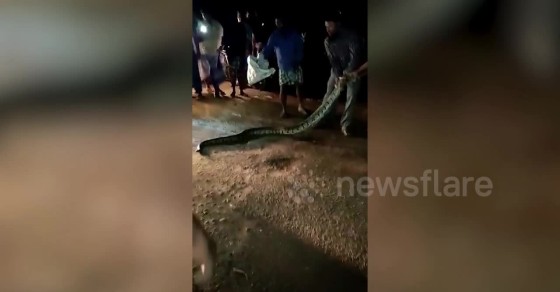 Locals capture 15-foot-long python in southern Indian village - Sharedots