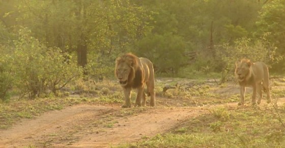 Lion caught wincing after stepping on a thorn - Sharedots