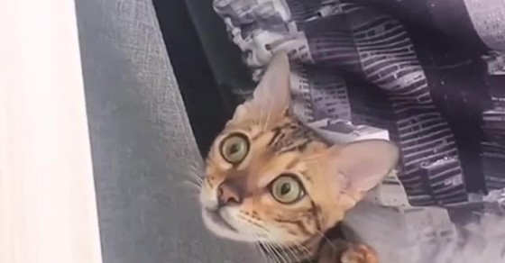 Scared bengal cat is curios to see whant's going on outside of the box ...