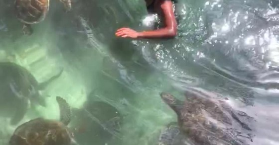 Swimming with Sea Turtles - Sharedots