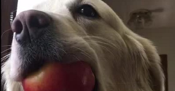 Guilty Golden Retriever gets totally caught in the act - Sharedots