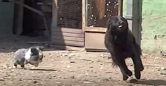 Rabbit hilariously chases playful dog around yard - Sharedots