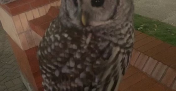 Up Close with Friendly Owl - Sharedots