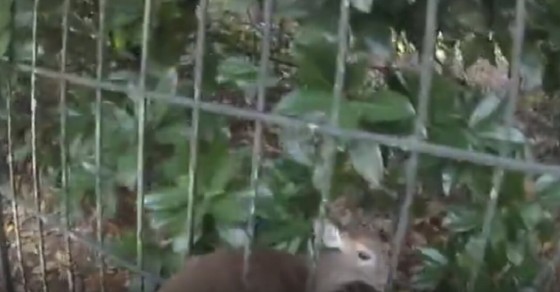 Baby deer stuck in fence rescued successfully by officer - Sharedots
