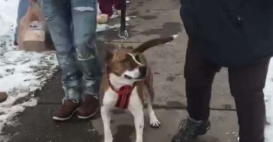 Ecstatic dog gets parade after being adopted after 500 days - Sharedots