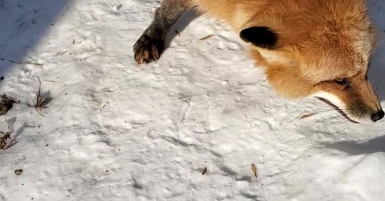 Finnegan the Friendly Fox - Sharedots