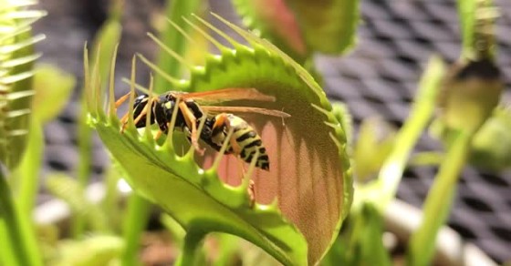 Venus Flytrap Devours Large Wasp - Sharedots