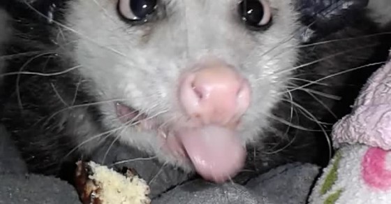 Opossum Dines on Doughnut - Sharedots