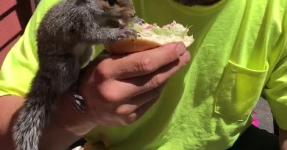 Squirrel Shares a Sandwich - Sharedots