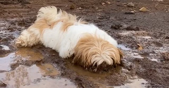 Puppy Dog Enjoys Playing in the Mud - Sharedots