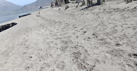 Dog Rescued from Being Buried Alive By Volcanic Eruption - Sharedots