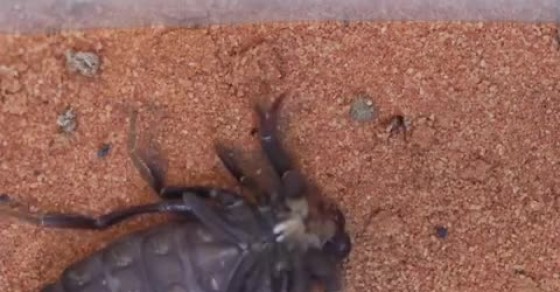 Time-Lapse of Scorpion Shedding Exoskeleton - Sharedots