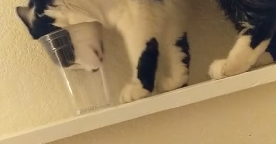 Cat Gets Head Stuck in Plastic Cup - Sharedots