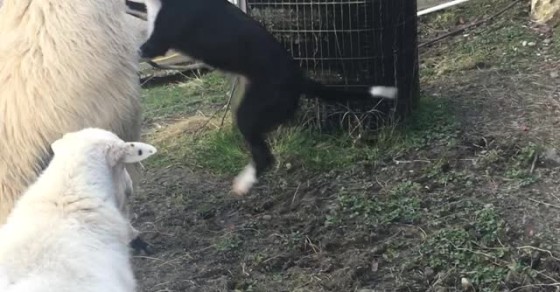 Dog Riding a Llama - Sharedots