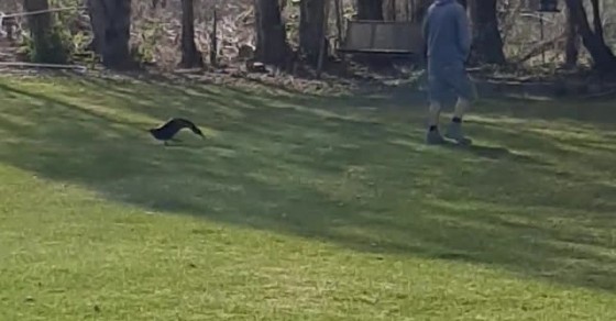 Duck Chases Owner, Then Acts Casual - Sharedots
