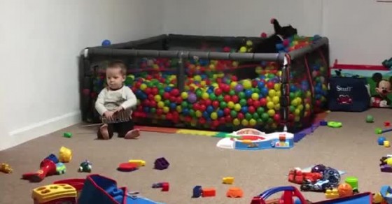 Doggo Dives Into Ball Pit - Sharedots