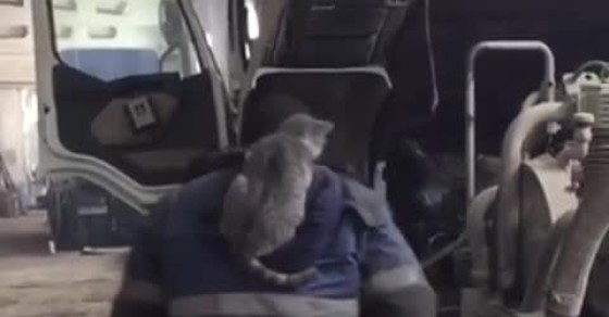 Cat Helps Out in A Car Repair Shop - Sharedots