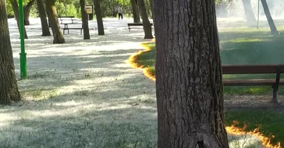 Mesmerizing Poplar Fluff Fire Sweeps Through Park - Sharedots