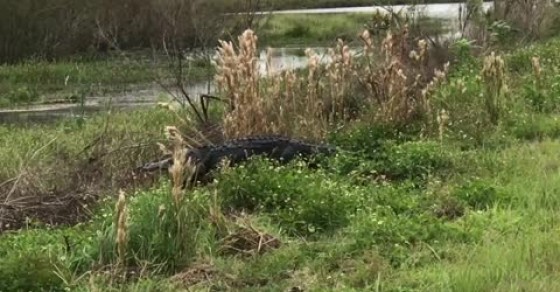 Giant alligator surprises joggers along trail in Florida - Sharedots