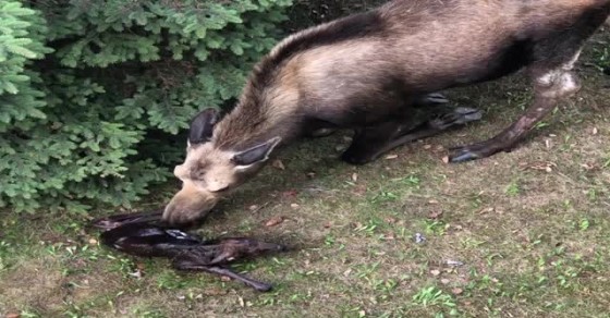 Mama Moose Gives Birth to Two Babies - Sharedots