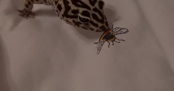 Leopard Gecko Confused by Bumblebee Decoration - Sharedots