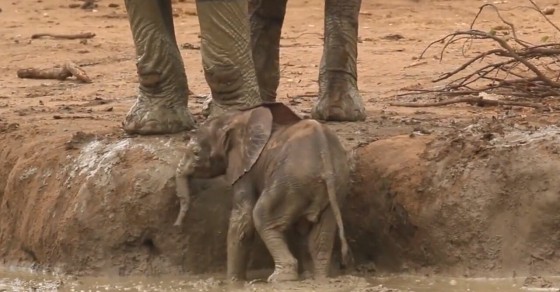 Elephants heroically rush over to help baby out of mud bank - Sharedots