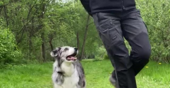 Synchronized Dance Routine With Doggy - Sharedots