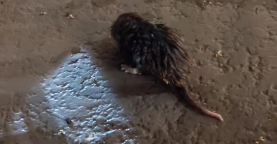 Saving a Rat Stuck in Hotel Swimming Pool - Sharedots