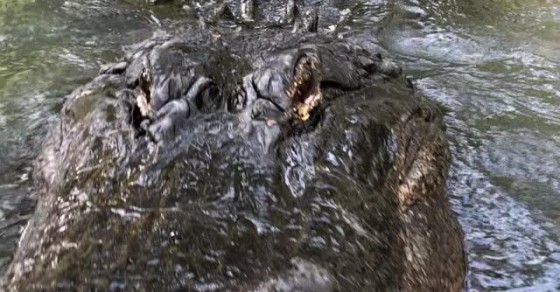 Hunter The American Alligator Says Good Morning - Sharedots