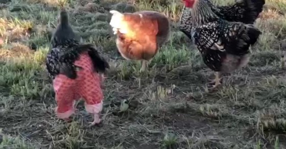Chicken Shows off Her New Pants - Sharedots